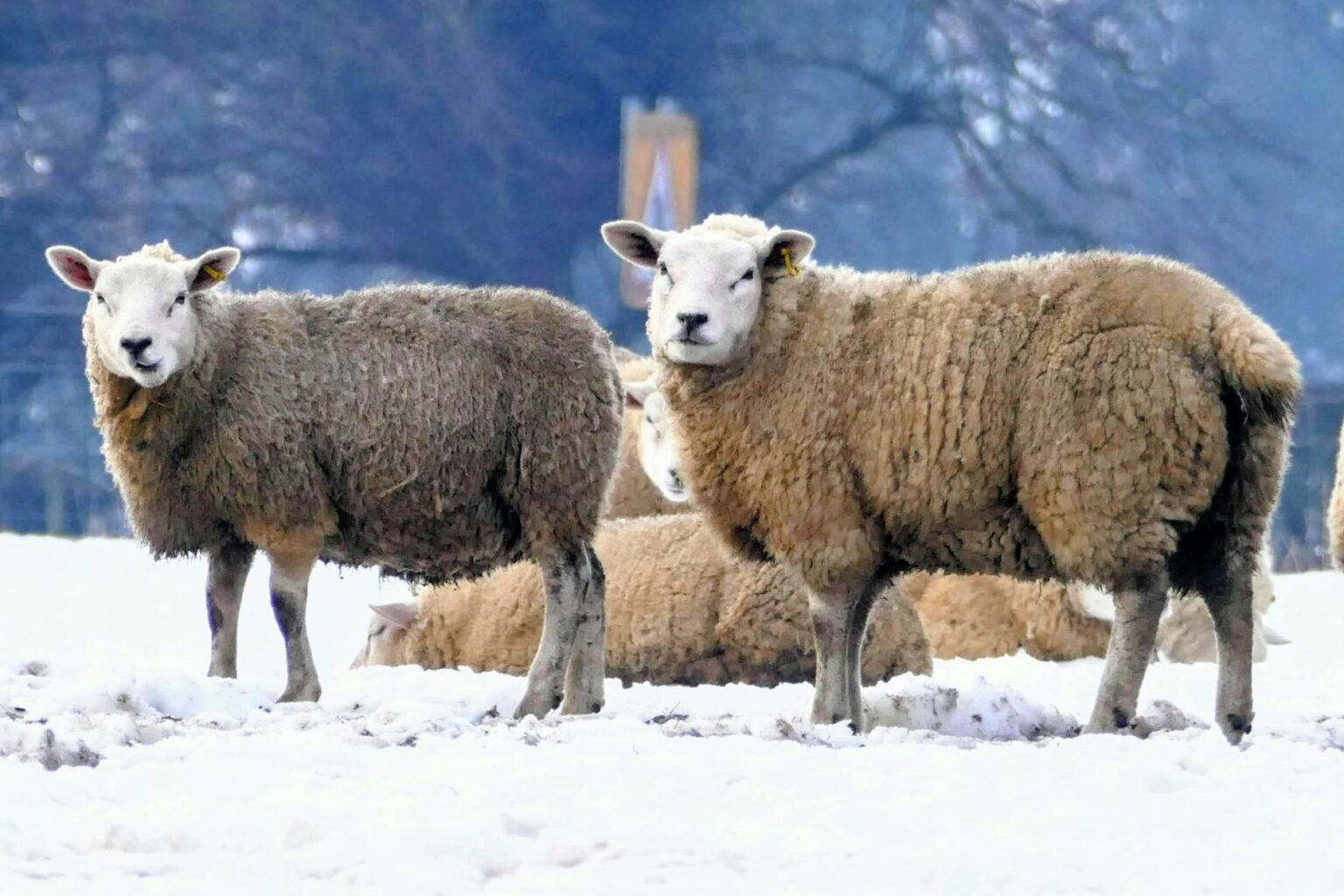 Cum să obțineți și să interpretați un extras de cont. - PR Business